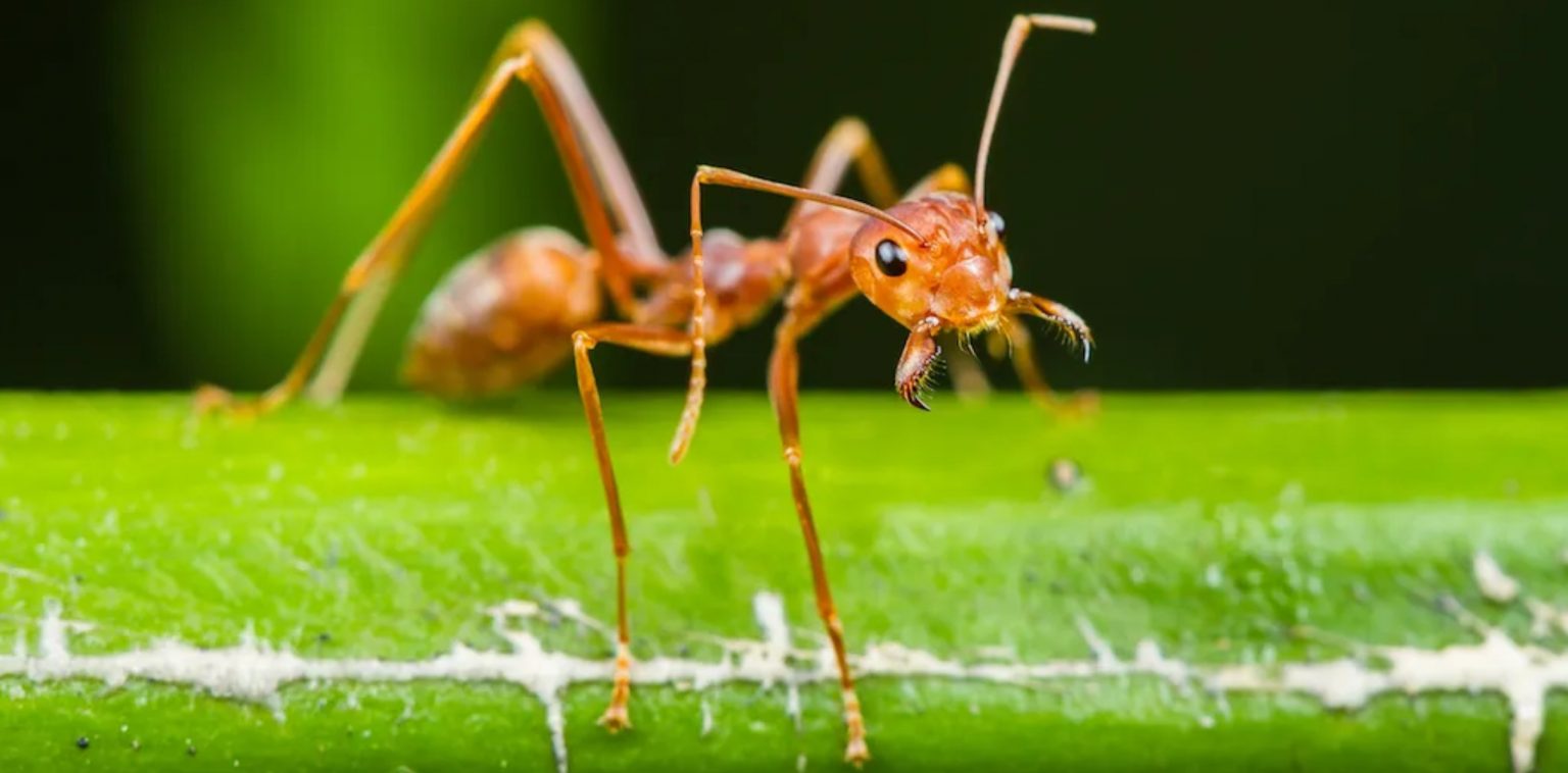 Ants confirm science in the Bible – Truth Ministry
